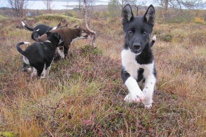 Puppy Training Experience at a Husky Farm in Tromso - What Sets This Tour Apart