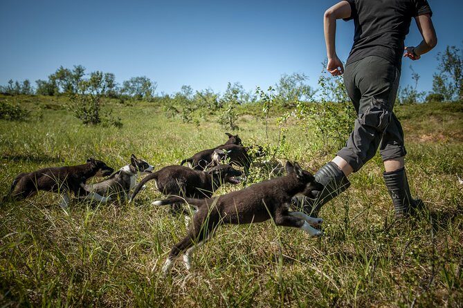 Puppy Training Experience at a Husky Farm in Tromso - The Sum Up
