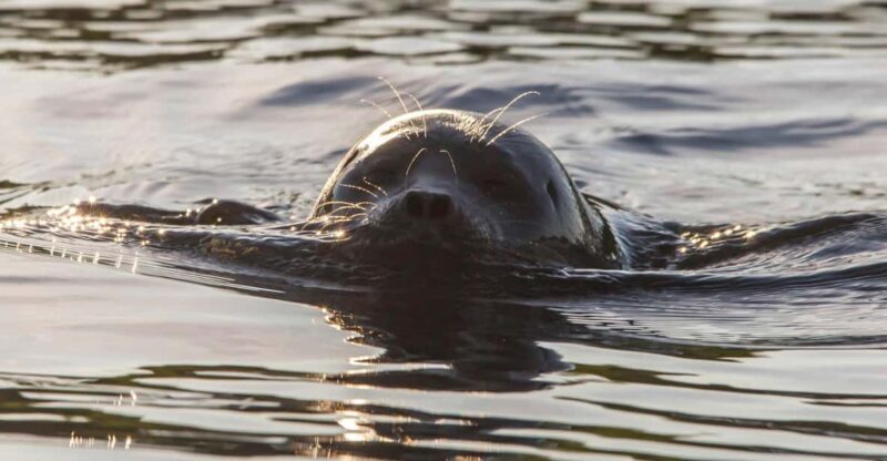 Puumala: Lake Saimaa Seal Watching Cruise - FAQ