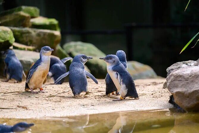 PVT Guided Tour: Sydney Opera House and Featherdale Wildlife Park - Final Thoughts: Is This Tour Right for You?