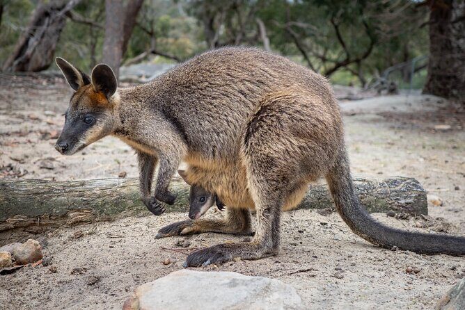 Quad Biking, Koalas and Kangaroos - Private Tour - Who Would Love This Tour?