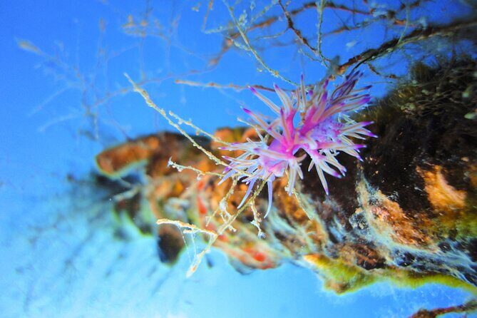 Qualified Diver 1 Tank Dive in Mykonos - Weather and Cancellation Policy