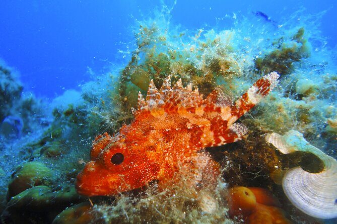 Qualified Diver 1 Tank Dive in Mykonos - FAQs