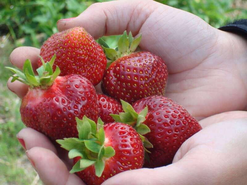 Quebec City - Agricultural Walking Tour on Ile d'Orléans - The Value of the Experience