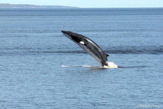 Québec City: Whale Watching Tour with Bus Transportation - An Authentic Marine Adventure from Québec City