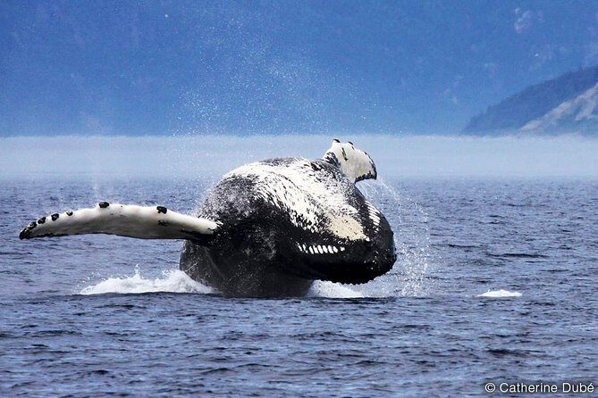 Québec City: Whale Watching Tour with Bus Transportation - FAQ