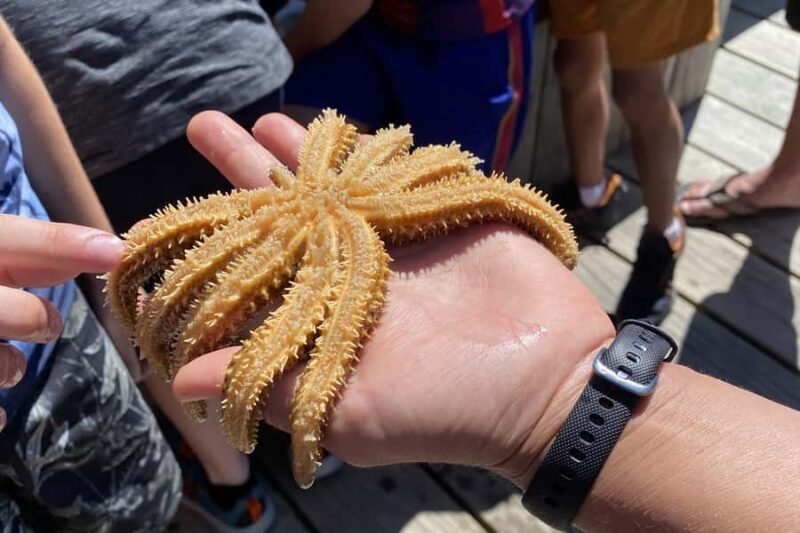 Queen Charlotte Sound: Lochmara Cruise & Explore 9-2.45 - Queen Charlotte Sound: Lochmara Cruise & Explore 9-2.45 - An Authentic Day in Marlborough Sounds