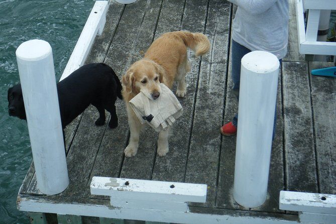 Queen Charlotte Sound Mail Boat Cruise - Practical Tips for Booking and Enjoying the Tour