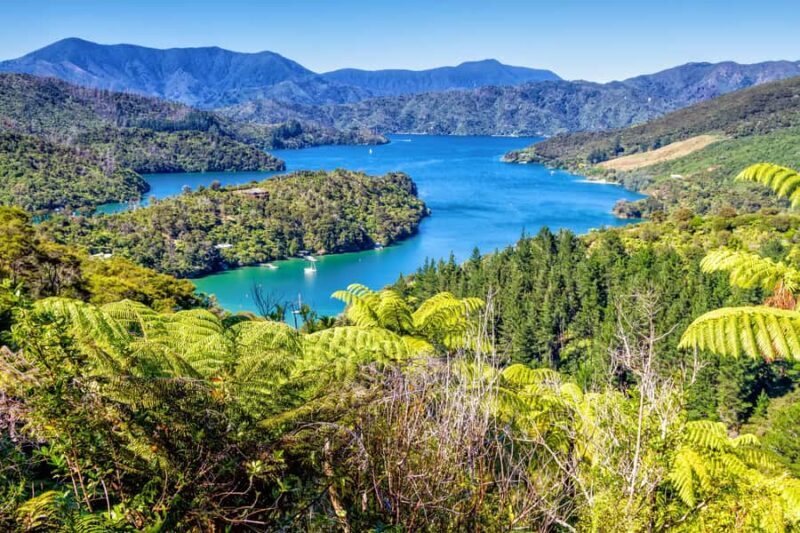 Queen Charlotte Track: Cruise & Self-Guided Hike from Picton - Authentic Experiences from Other Travelers