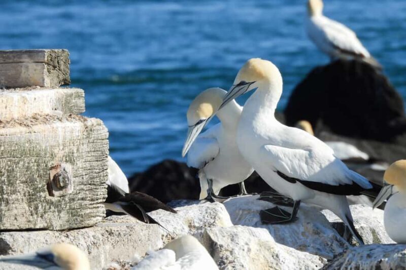 Queenscliff: 1.5hr Harbour Wildlife Sightseeing Cruise Tour - FAQ