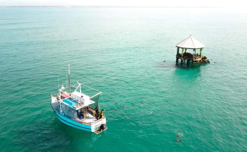 Queenscliff Harbour: 3.5hr Seal & Dolphin Snorkelling Tour - The Sum Up