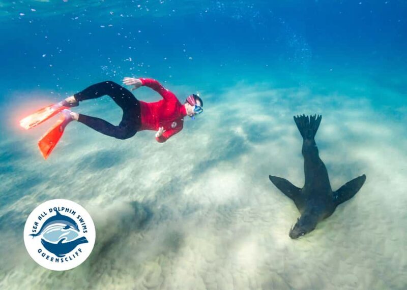 Queenscliff Harbour: 3.5hr Seal & Dolphin Snorkelling Tour - FAQ