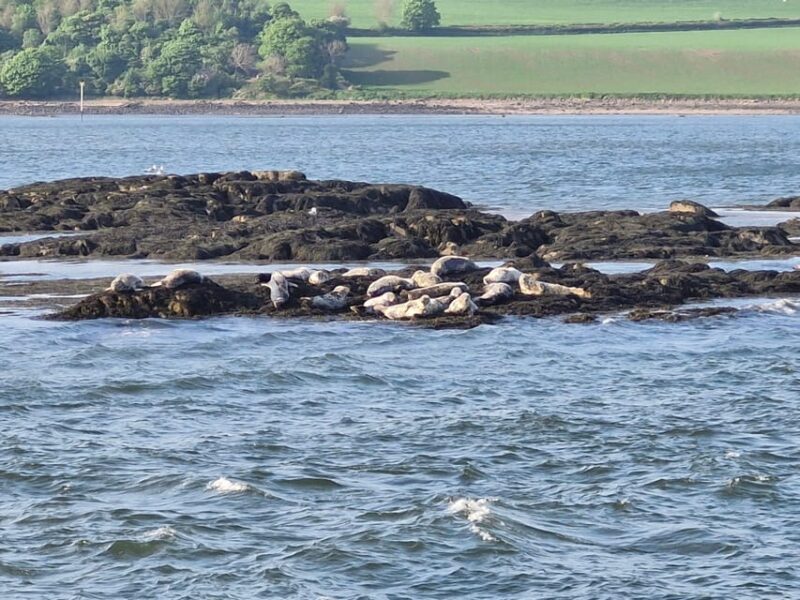 Queensferry: Sightseeing Cruise to Inchcolm Island - Authentic Insights from Reviews