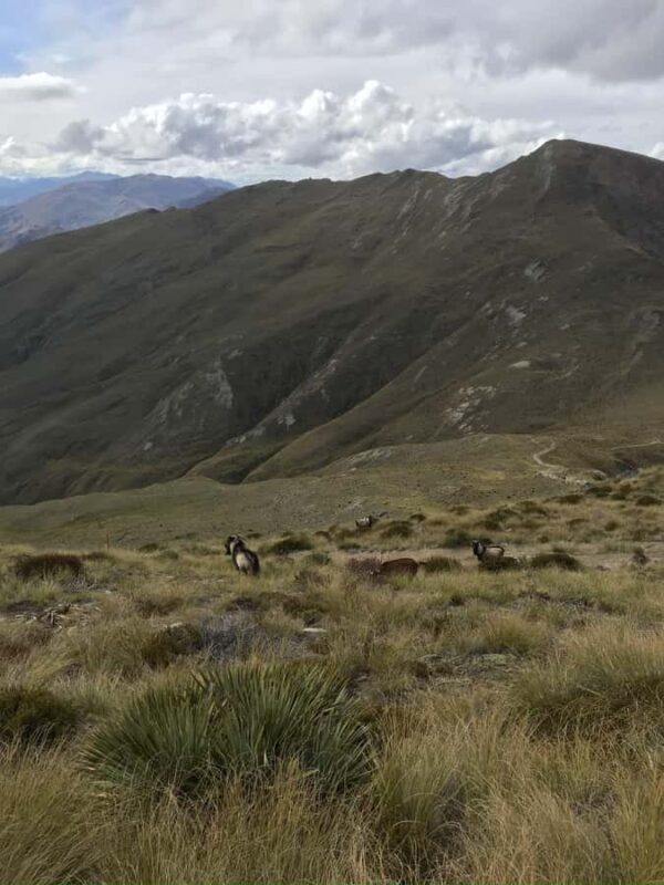 Queenstown Full-Day Trail Running Tour - Introduction: Introducing the Queenstown Trail Running Experience