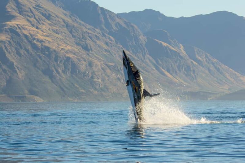 Queenstown: Hydro Attack Shark Ride - What Is the Hydro Attack Shark Ride?