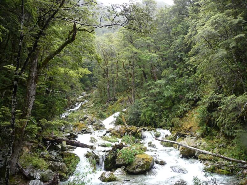 Queenstown: Routeburn Track Guided Full-Day Walk or Half Day - Who Is This Tour Best For?