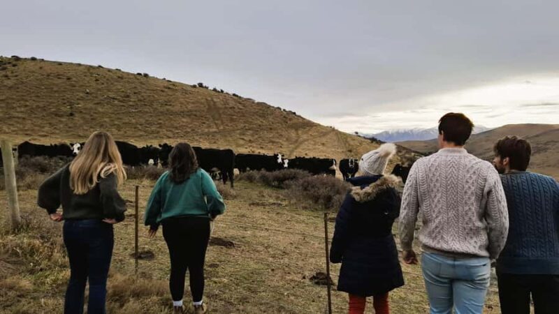 Queenstown to Middlemarch Small-Group Guided Tour (One-Way) - Key Points