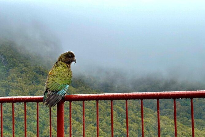 Queenstown to Te Anau via Milford Sound inc Cruise & Lunch - FAQs