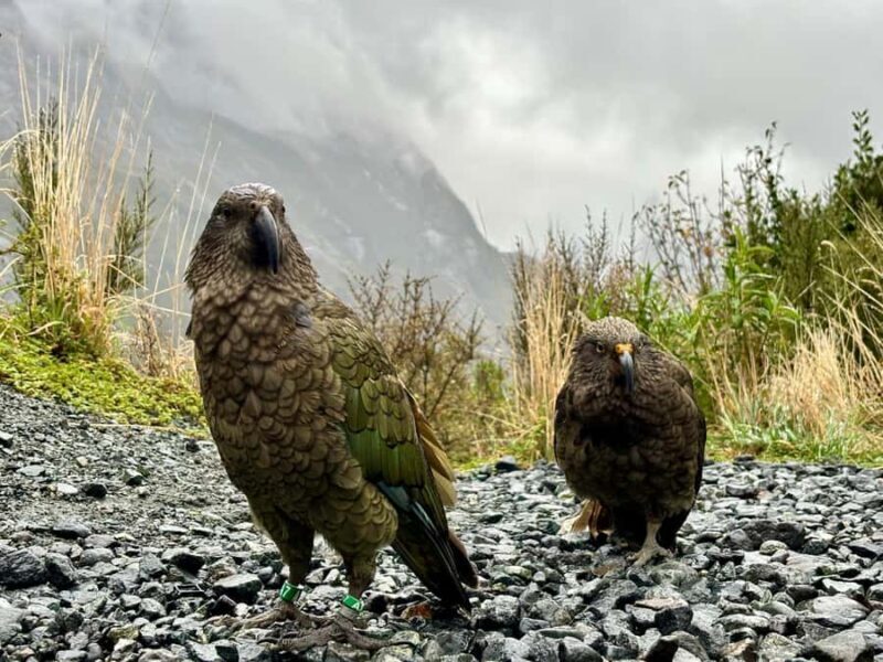 Queenstown to Te Anau via Milford Sound inc Cruise & Lunch - Final Thoughts