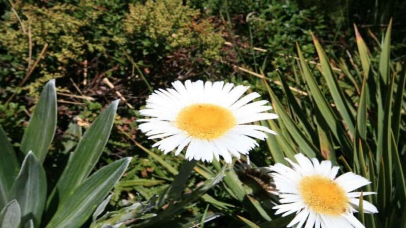 Queenstown to Tekapo Small Group Tour One Way - Final Thoughts