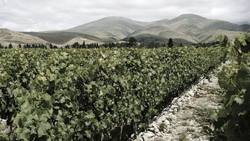 Queenstown: Valli Wine Tasting Experience - Authentic Insights from Reviewers