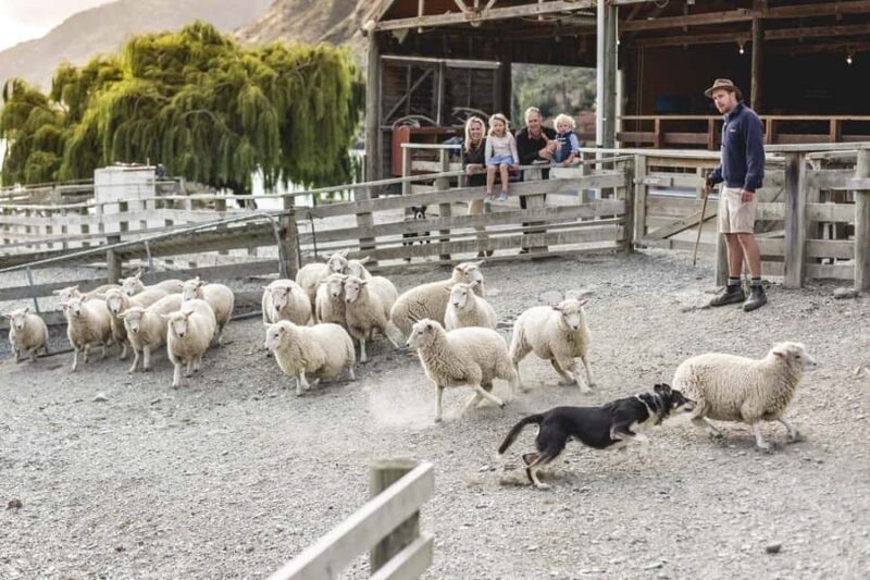 Queenstown: Walter Peak Farm Tour and Lake Cruise - The Sum Up