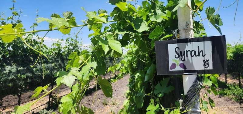 Querétaro: Haciendas, Vineyards, and Magical Towns Day Trip - Exploring Tequisquiapan’s Artistic Flair