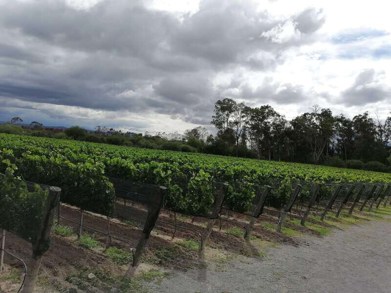 Querétaro: Haciendas, Vineyards, and Magical Towns Day Trip - The Day Wraps Up