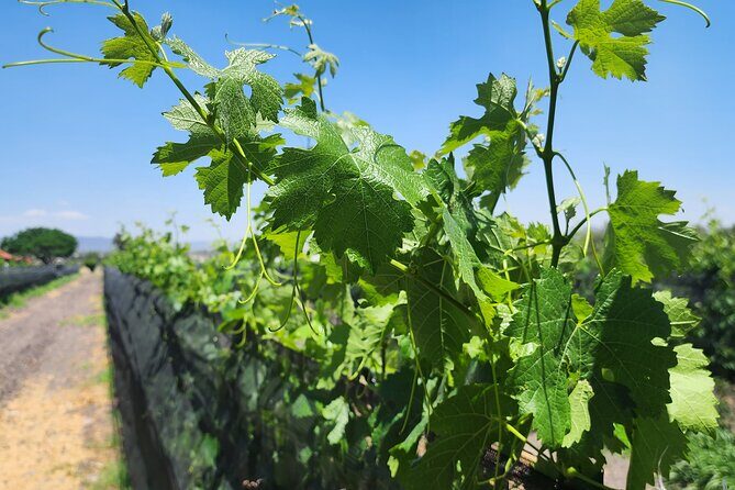 Queretaro Wine Route and Magic Towns - FAQs