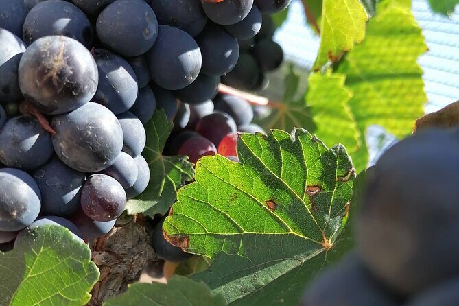 Queretaro Wine Route and Magic Towns - Final Words