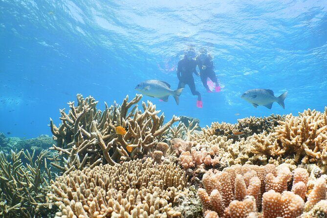 Quicksilver Great Barrier Reef Snorkel Cruise from Port Douglas - The Sum Up