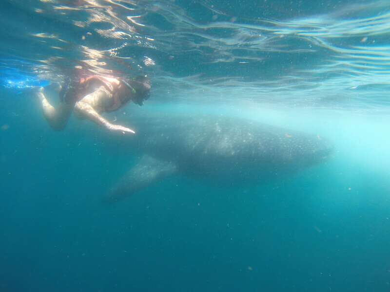 Quintana Roo: Whale Shark Swim, Private Boat Trip, and Lunch - The Experience: What to Expect from Start to Finish