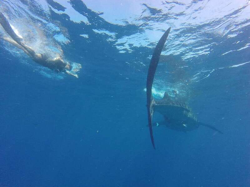 Quintana Roo: Whale Shark Swim, Private Boat Trip, and Lunch - Frequently Asked Questions