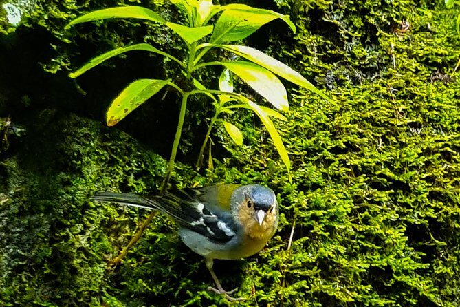 Rabaçal 25 Fontes Levada Walk in Small Groups - Who Should Book This Tour?