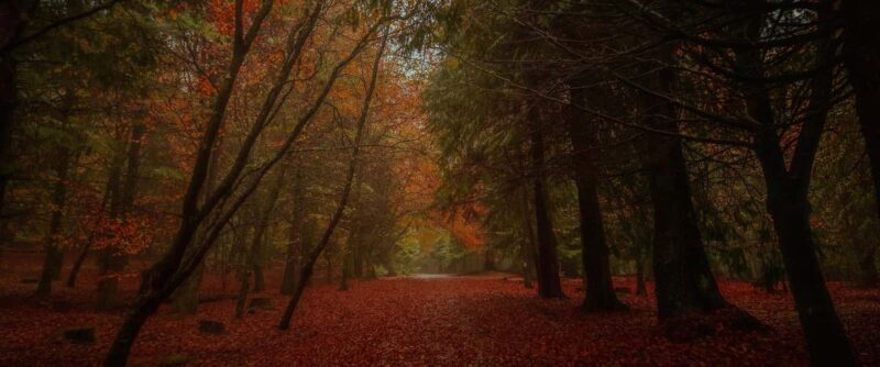 Rabaçal Nature Experience: Alecrim & Lagoa do Vento Hike - What to Expect from the Rabaçal Nature Experience