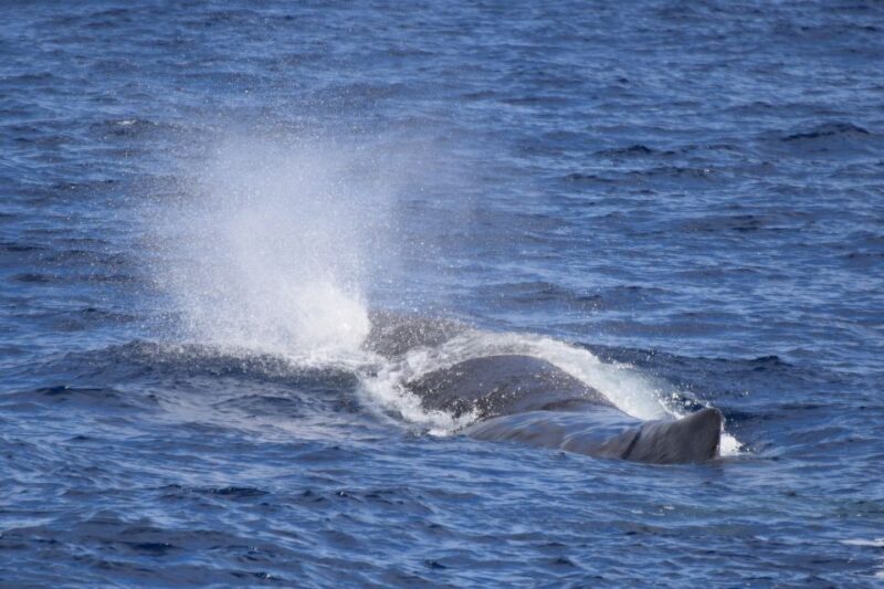 Rabo de Peixe: Sperm Whale Sanctuary Expedition - Why This Tour Offers Excellent Value
