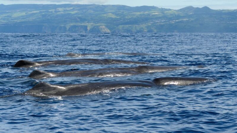 Rabo de Peixe: Sperm Whale Sanctuary Expedition - FAQ