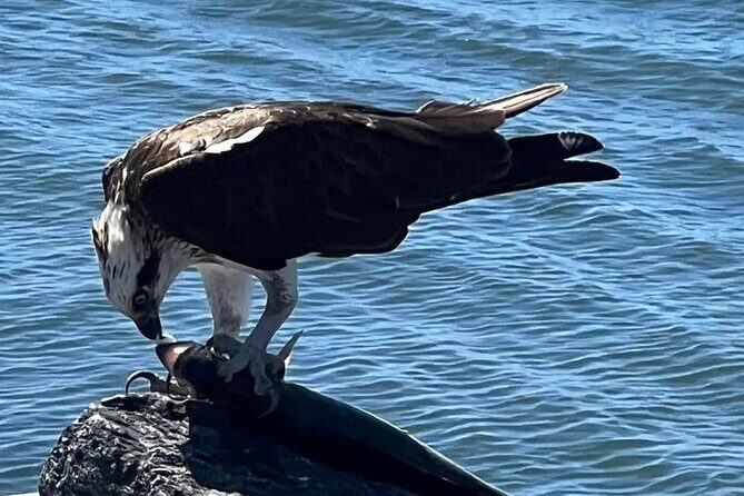Raby Bay Wildlife Kayak Tour - The Sum Up: The Perfect Balance of Nature and Relaxation