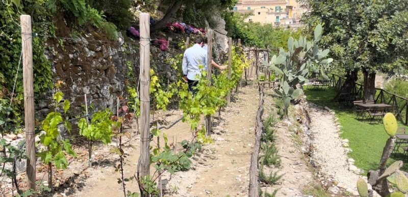 Radici: IImmerse yourself in the heady scents of our garden - Key Points