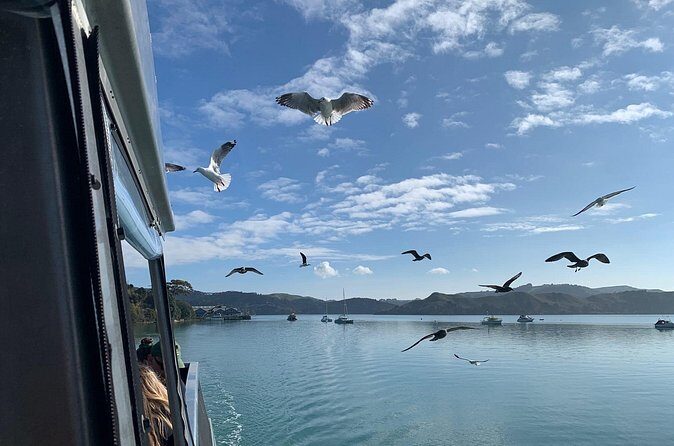Raglan Scenic Nature Boat Cruise - Authentic Experiences from Reviewers