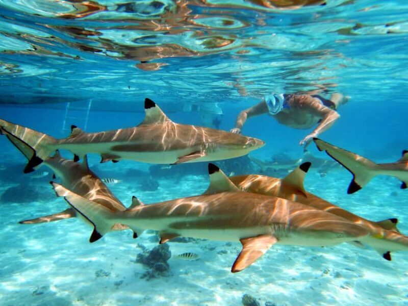 Raiatea: Boat tours and swimming around Tahaa Island. - An In-Depth Look at the Tahaa Day Tour