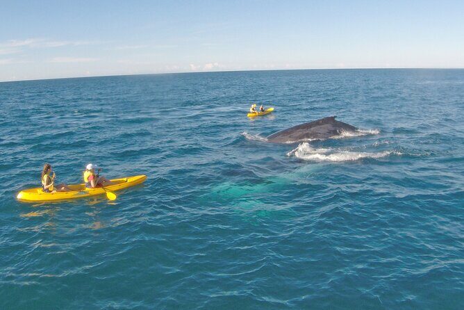 Rainbow Beach: Whale Watching Ocean Kayak Tour & Beach 4X4 - Value and Practicalities 