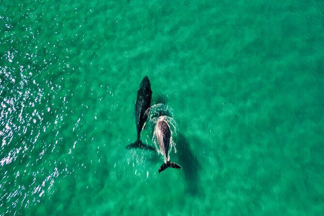 Rainbow Beach: Whale Watching Ocean Kayak Tour & Beach 4X4 - FAQ