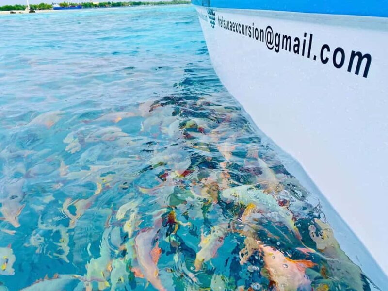 Rangiroa: Blue Lagoon Tiputa Pass Coral Garden Island Birds - Who Is This Tour Best For?