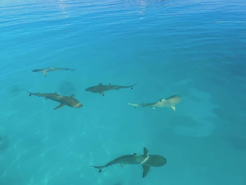 Rangiroa: Blue Lagoon Tiputa Pass Coral Garden Island Birds - FAQs