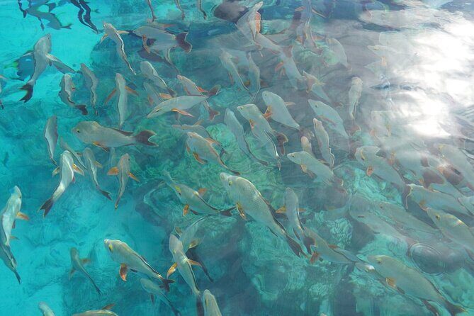 Rangiroa Snorkeling and Dolphin Cruise - What to Expect from the Rangiroa Snorkeling and Dolphin Cruise