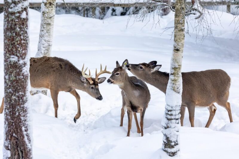 Ranua: Wildlife Park Entrance Ticket - Key Points