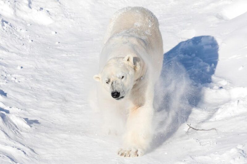 Ranua: Wildlife Park Entrance Ticket - The Animal Encounters