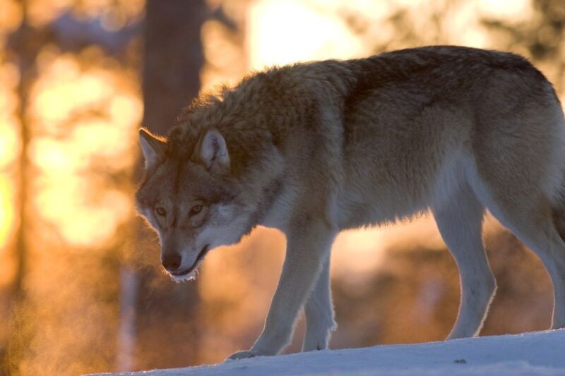 Ranua Wildlife Park Guided Tour from Rovaniemi, With Lunch - An In-Depth Look at the Ranua Wildlife Park Guided Tour