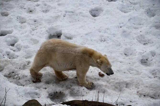 Ranua Zoo Arctic Wildlife Park with Private Transport & Lunch - Exploring the Ranua Zoo Arctic Wildlife Park Tour: An Honest Review